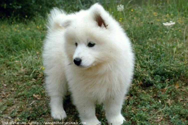 Best 78 Animal Pick Up Lines